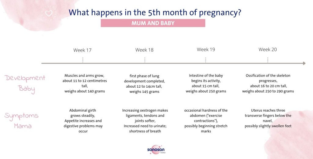 The fifth month of pregnancy - sanosan